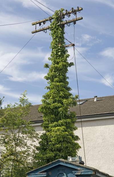 Ivy on the pole | Juniper Green & Baberton Mains Community Council